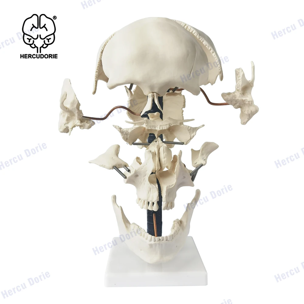 Skull-Model-Disarticulated-Life-Size-Anatomy-Skull-Model-Didactic ...