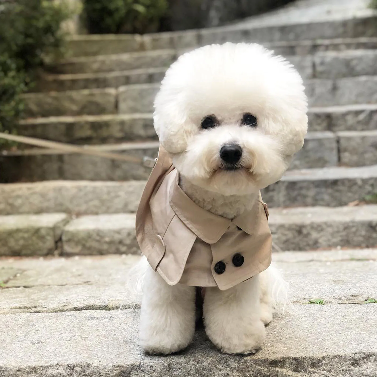 British Style – Dog Cloak Windbreaker – DogMega.Com