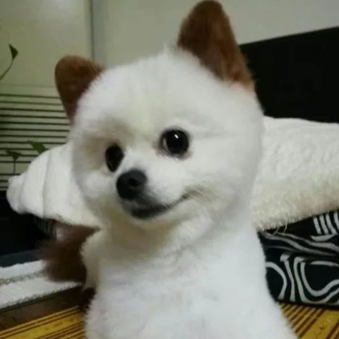 How Do You Bleach A Dogs Hair