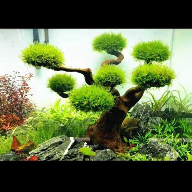 Java Moss Driftwood