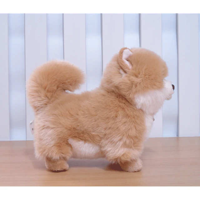 Full Grown Shunsuke Dog