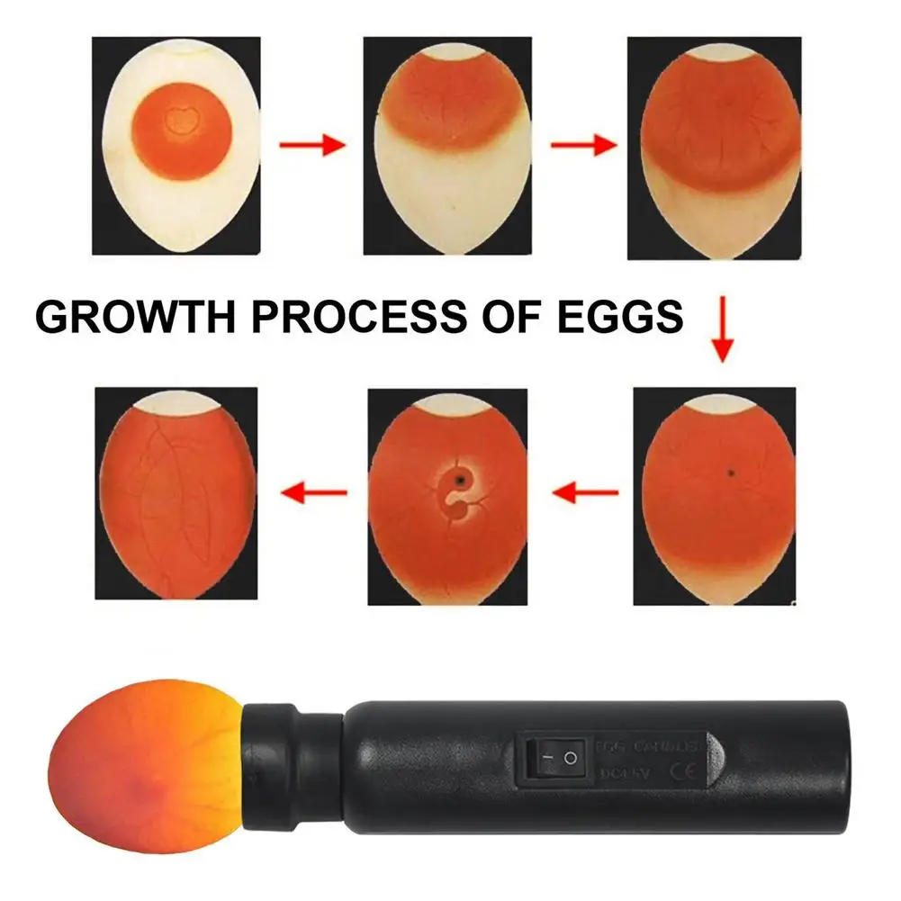 Chicken Egg Candling