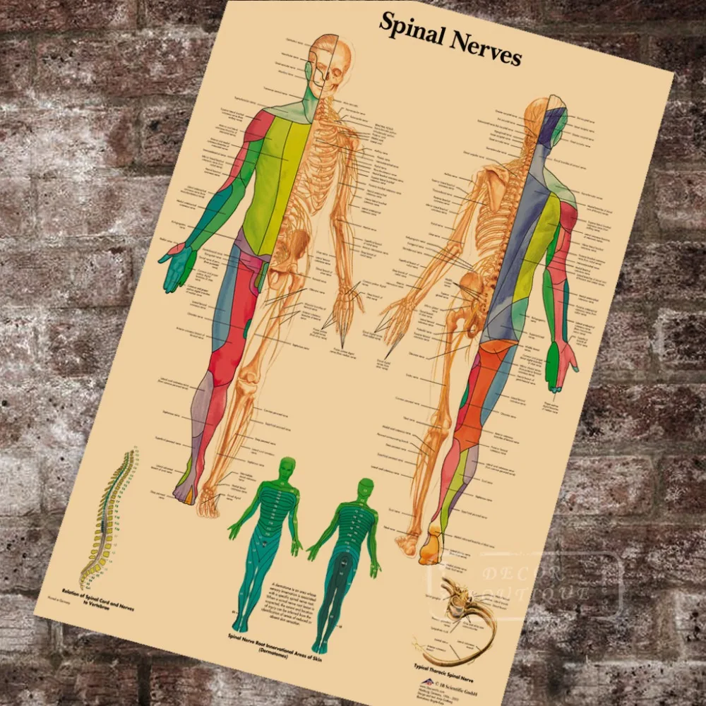 Spinal Nerve Chart Anatomy