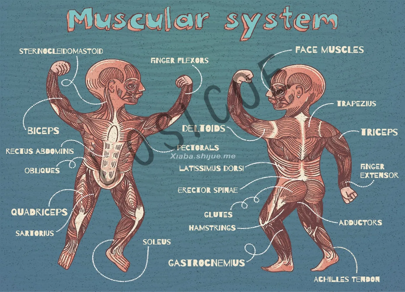 Anatomical Human muscle Art Print, Retro kraft paper poster Hospital ...