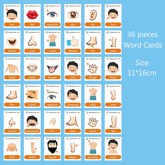Learning English Word Card 36pcs/pack Body Parts Flash Cards For ...
