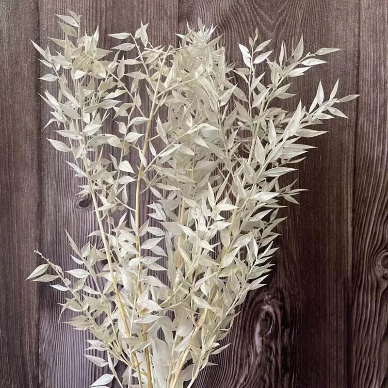 Decorative Dried Flowers Preserved Ruscus Leaves | Artificial Ruscus ...