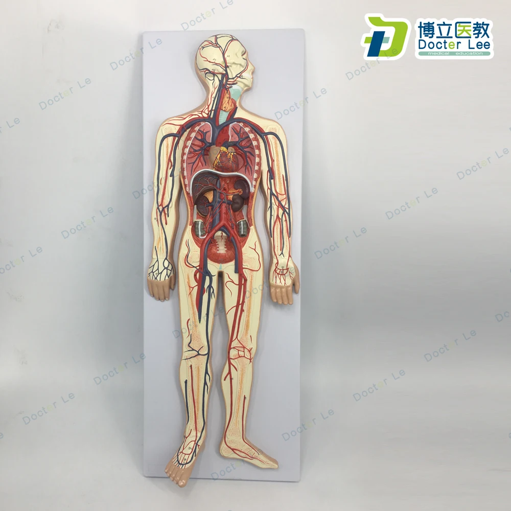 1-2Natural-Size-Human-Circulatory-System-body-pulmonary-circulation ...