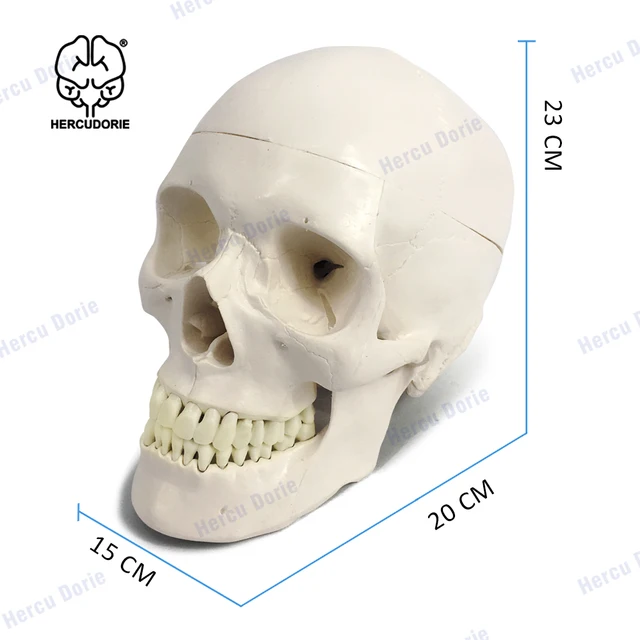 Nieuwe School Schedel Flits Shutterlight® Doodshoofd Masker Blauw