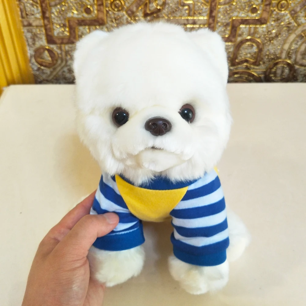 White Pomeranian Teddy Bear Cut