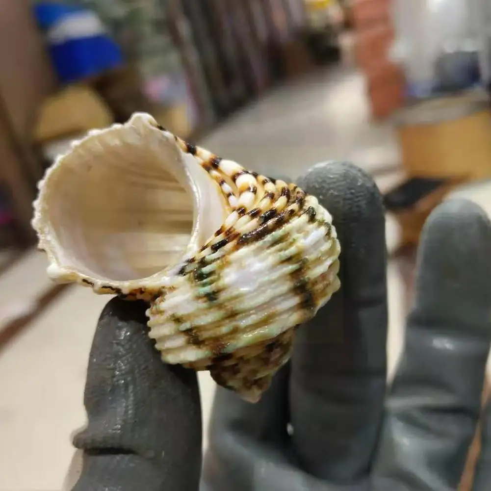 Natural Salamander Yellow Mouth Turban Snail Art Decorations Conch ...