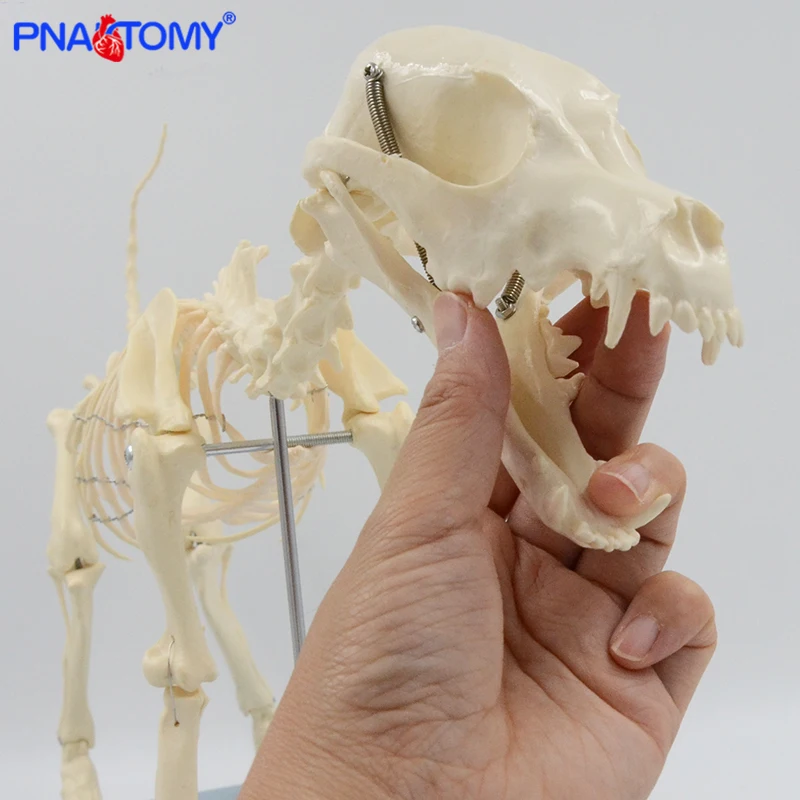 Dog Skeleton Anatomy