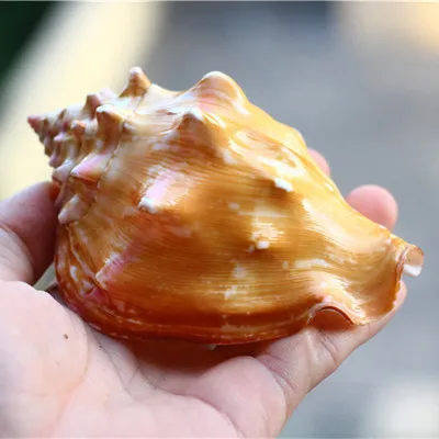 10 12cm Natural Conch Shell Carmine Queen Phoenix Snail Fish Tank ...