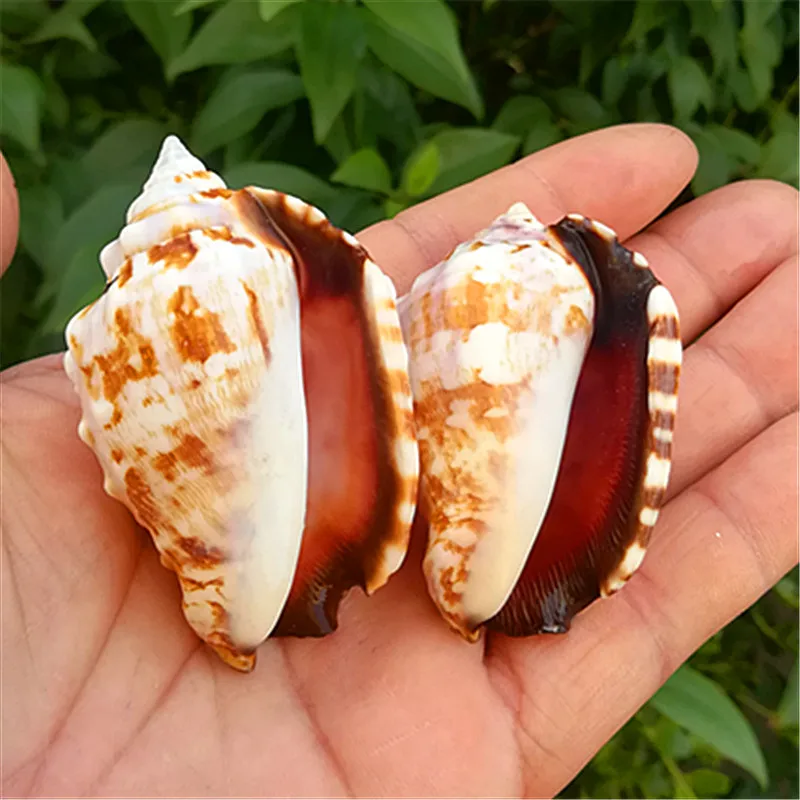 Conch Shell | Rare Shell | Shells Starfishes - 2 Pcs Conch Natural ...