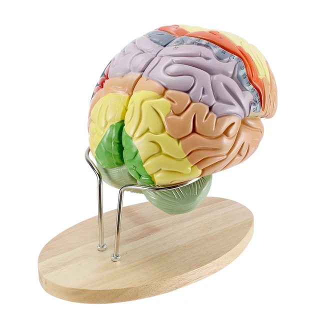 3d Brain With Labels