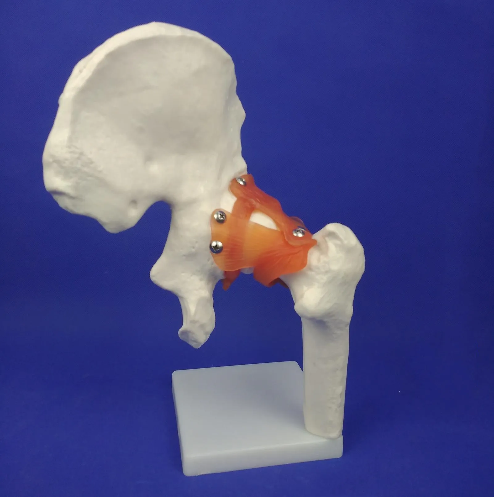 Life Size PVC Human ankle joint model foot joint model human body ...