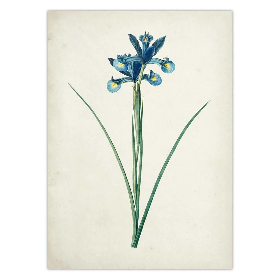 Iris Scientific Illustration