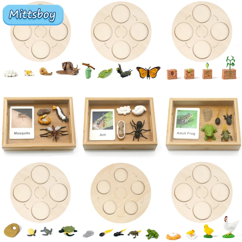 Baby-Montessori-Science-Education-Animals-insects-Life-Cycle-Board-Sets ...