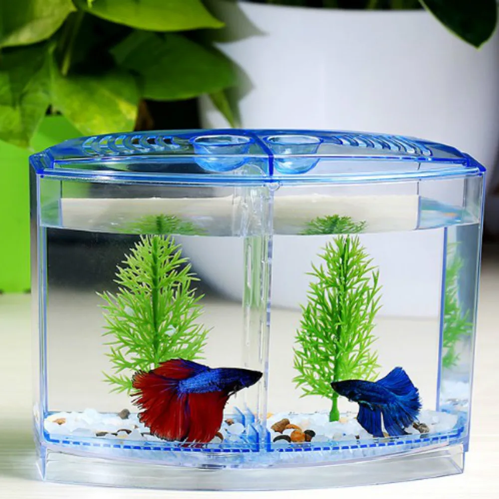 Betta Fish Hatching