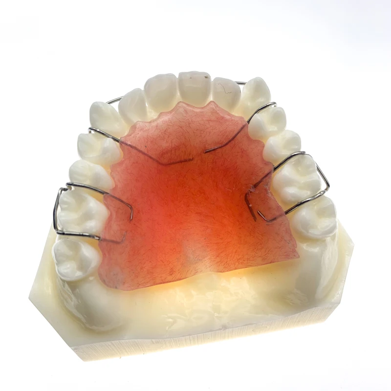 Hawley-Retainer-Teeth-Model-Bionator-Removable-for-dentistry-students ...