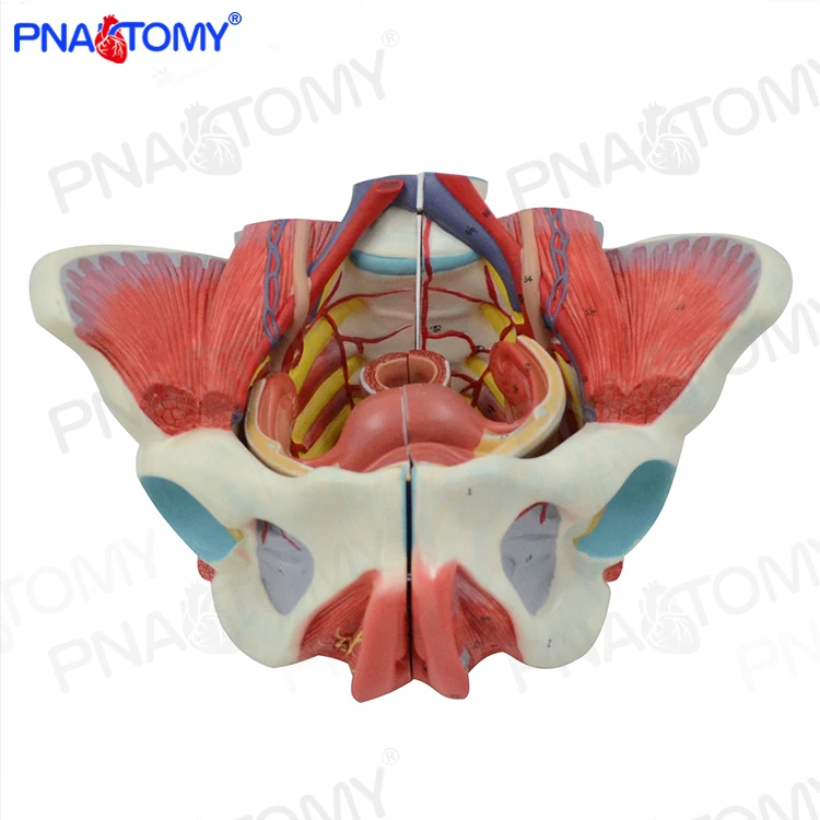 4-Parts-Female-Pelvis-Model-with-Pelvic-Floor-Muscles-Life-Size-Human ...