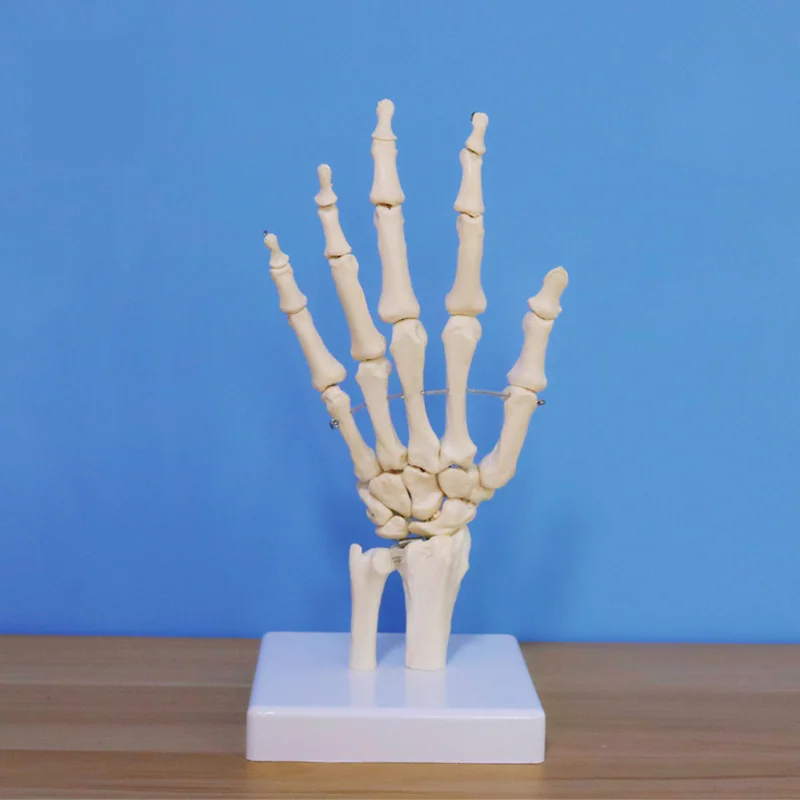 Skeleton Right Hand