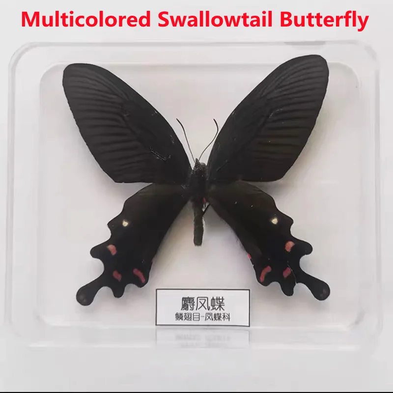 Pretty Pictures Of Real Butterflies
