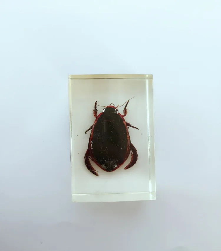 Embedded Real Diving Beetle Specimen Real Insect Specimen Transparent ...