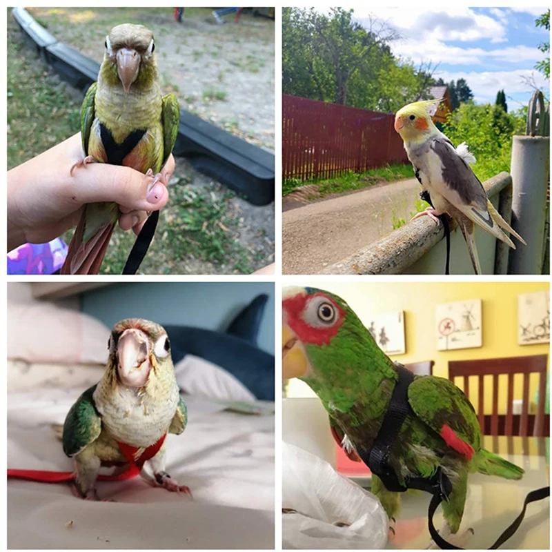 Bird Harness And Leash