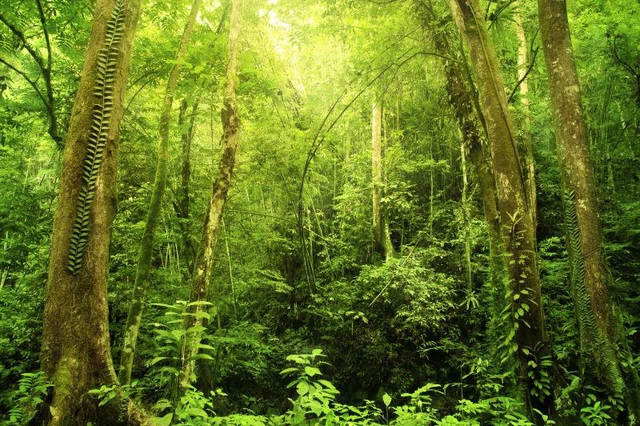 Amazon Rainforest Wallpaper 3d