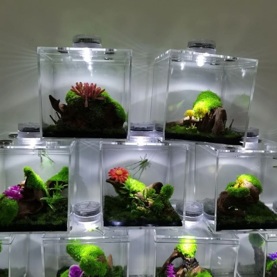 Eco-Box com Iluminação Inseto Alimentação Casa Transparente Reptile ...