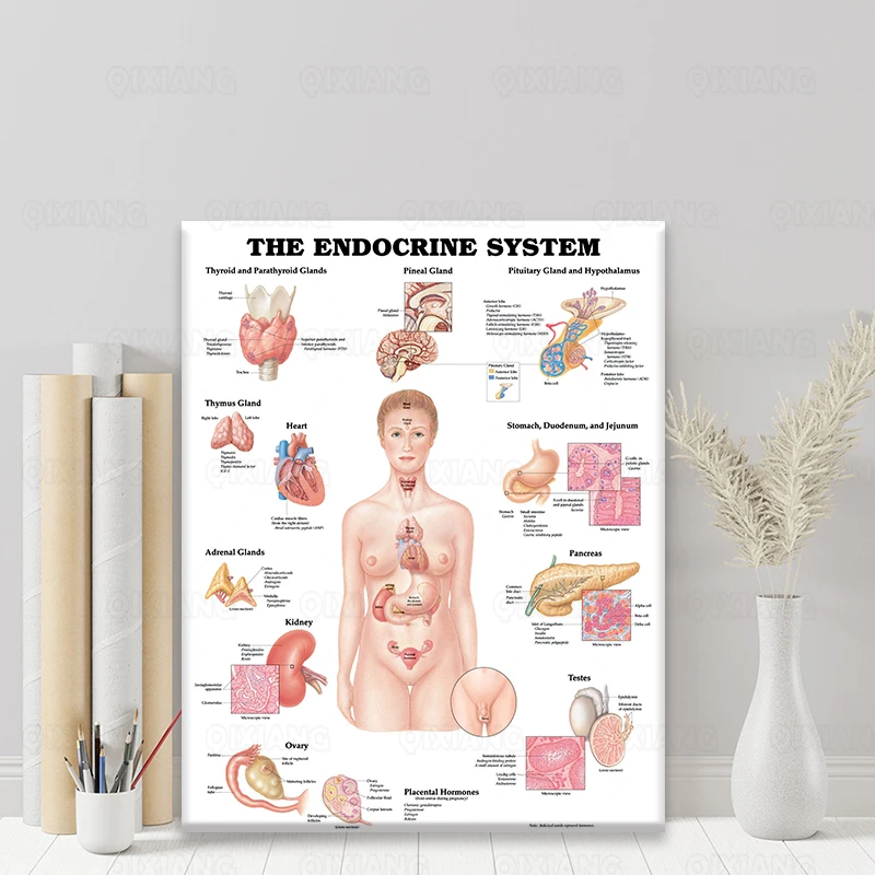 Endocrine System Wall Chart