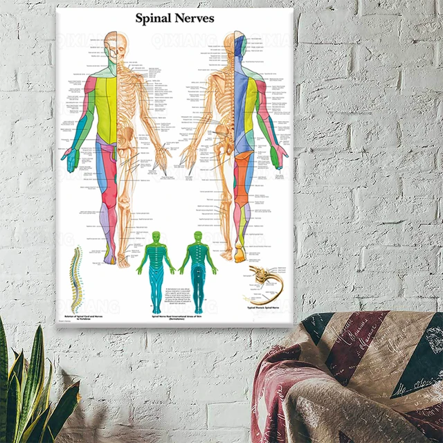 Spinal Nerves Anatomical Chart