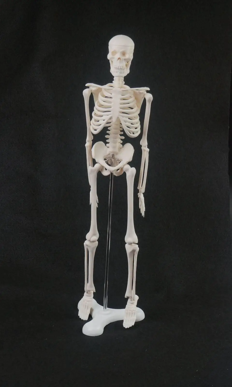 45CM-nsan-anatomisi-anatomisi-skelet-modeli-t-bbi-Poster-t-bbi-renmek-yard-m.jpg