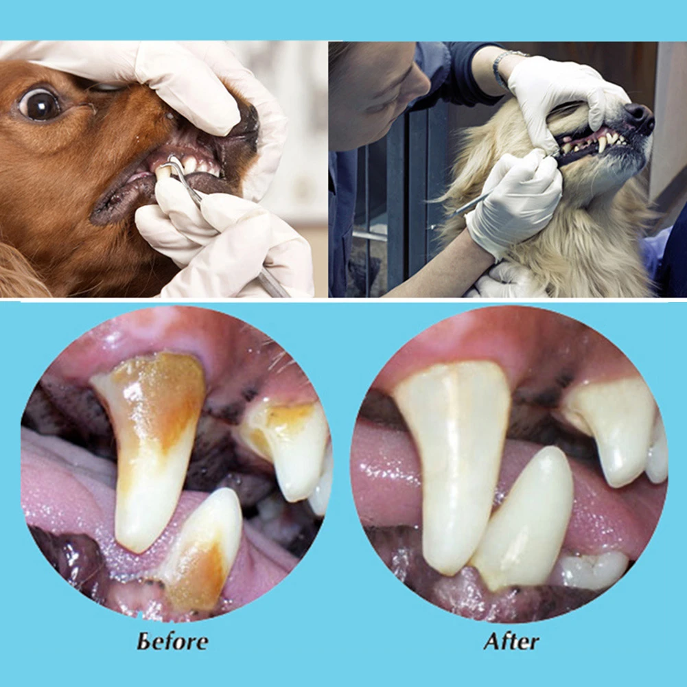 Can You Remove A Dogs Canine Teeth