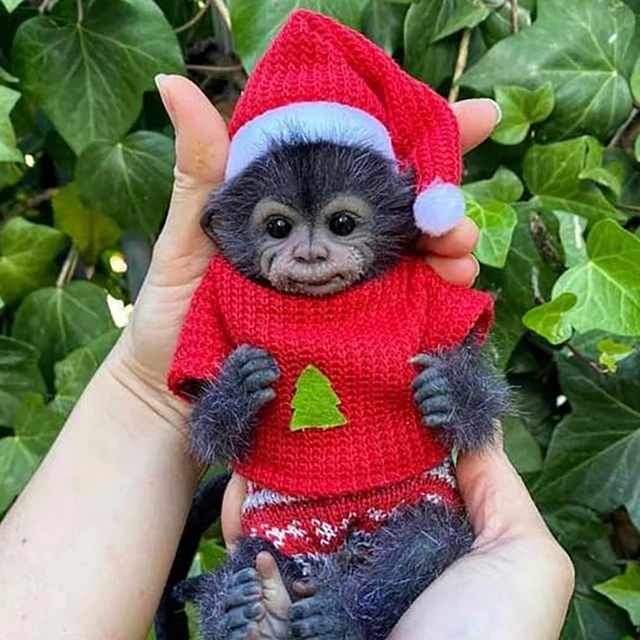 Baby Monkey Wearing Clothes