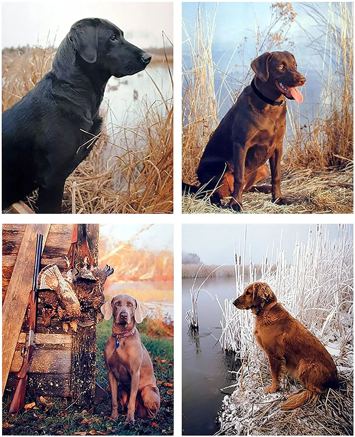 Caza De Labrador Negro