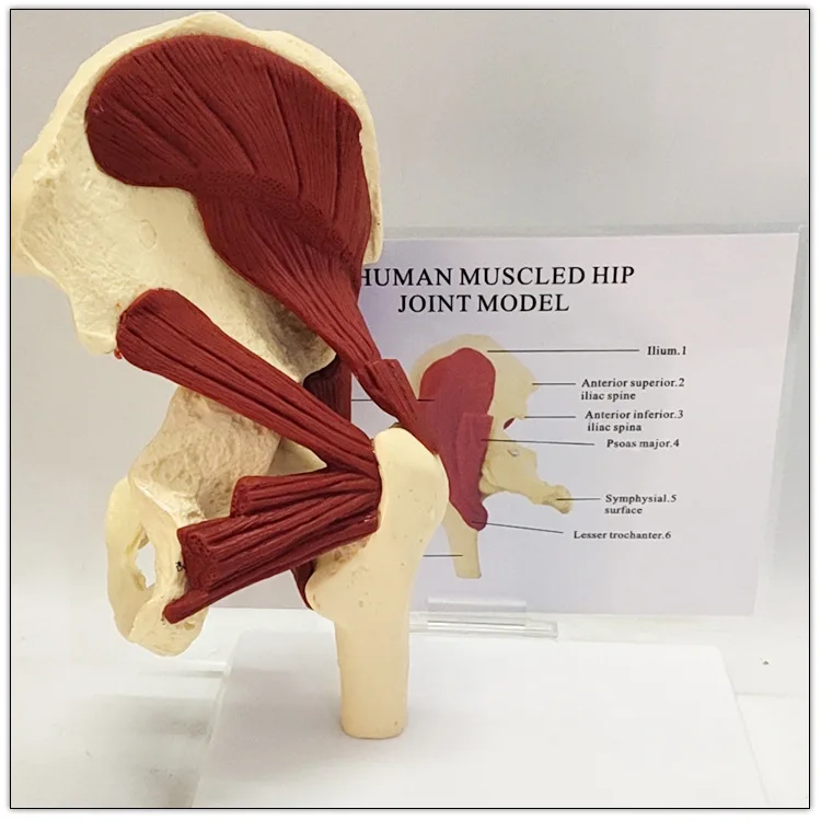 Hip Joint Model Labeled