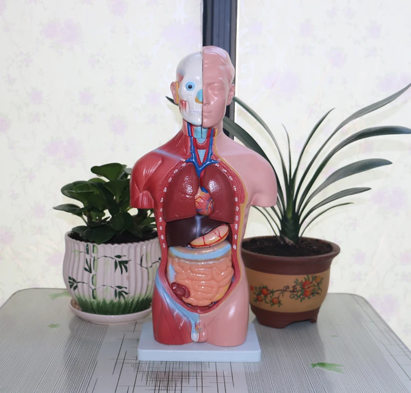 human torso，Trunk model，Human visceral anatomical model，Human body ...