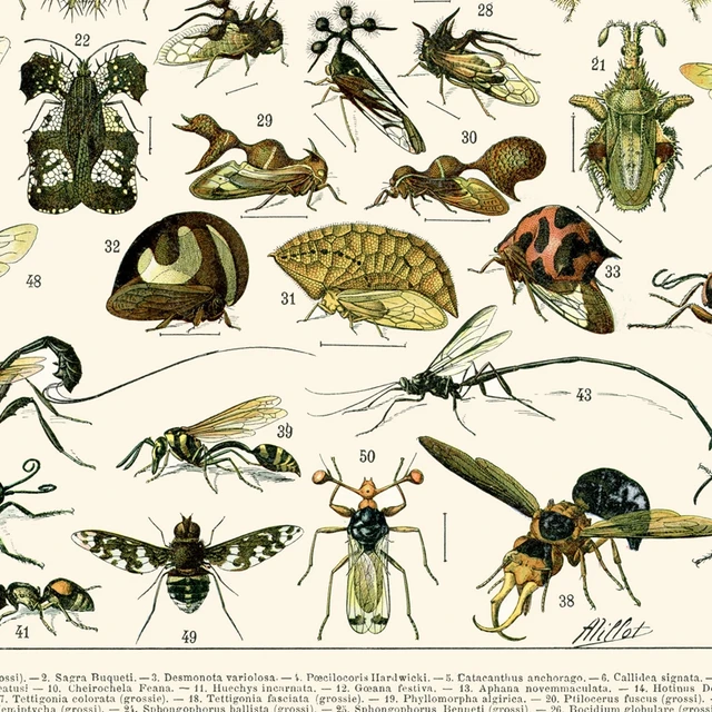 Vintage Insect Diagram
