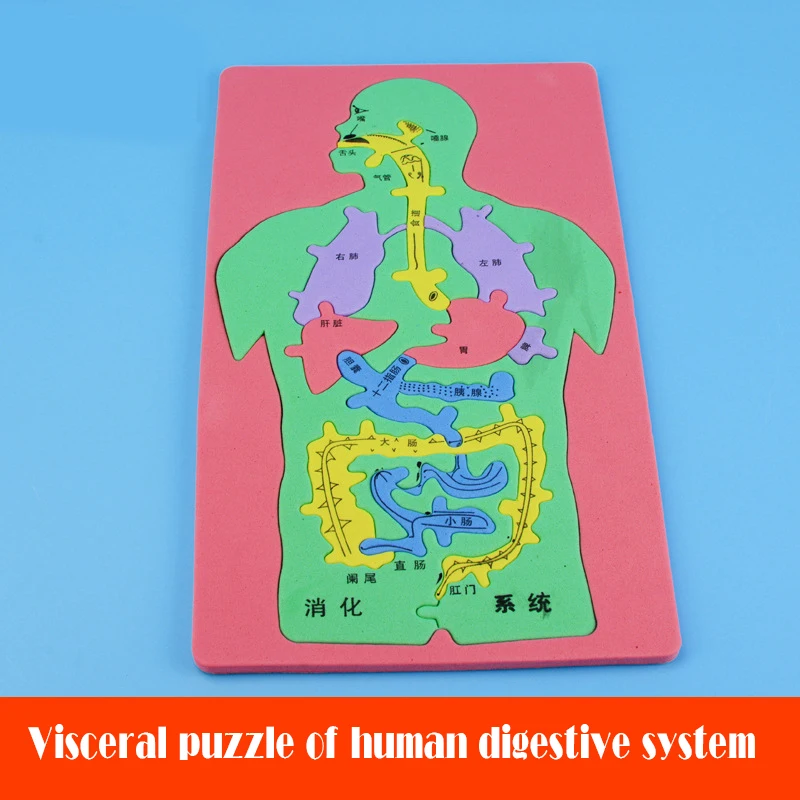How To Build A Digestive System Model For Kids