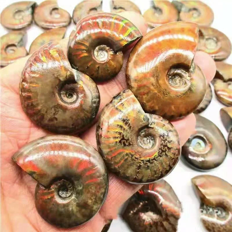 1pcs-Wholesale-natural-colorful-Shell-stone-ammonite-Fengshui-conch ...