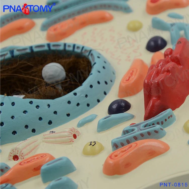 Animal Cell Model Project Materials