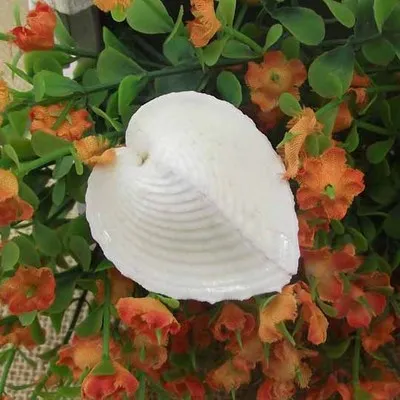 Cocker Shell Flower