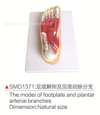 FootPlantar-Anatomy-Plantar-Arterial-Branching.jpg