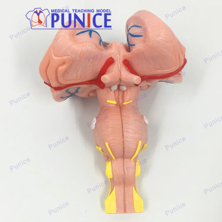 Brainstem Cranial Nerves Model