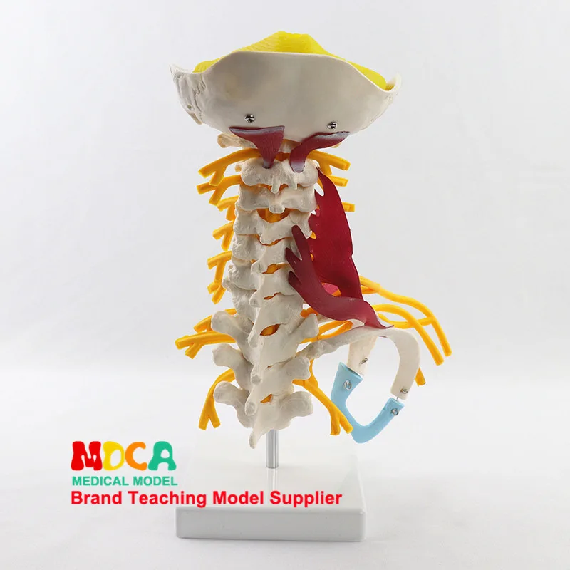 Anatomik-insan-servikal-Spinal-kordon-sinir-modeli-oksipital-kemik ...