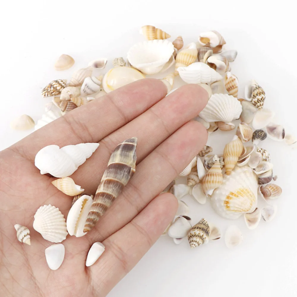 Conch Rsein Fillings Tools | Shell Epoxy Resin | Decoration Shell ...