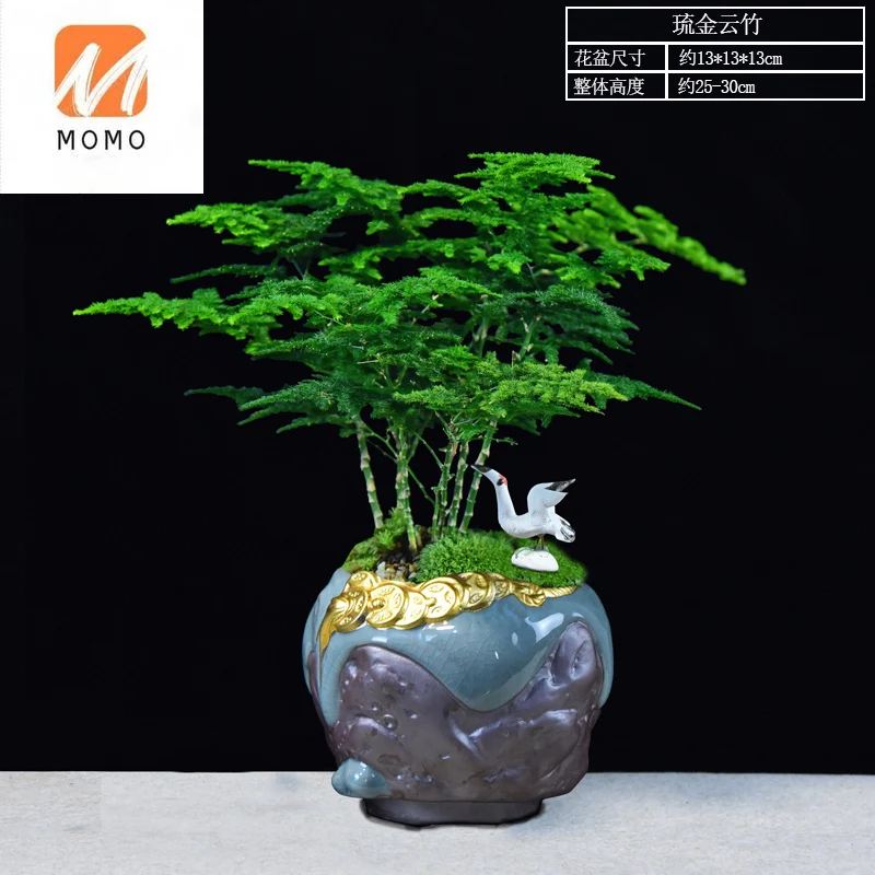 Asparagus Fern Bonsai