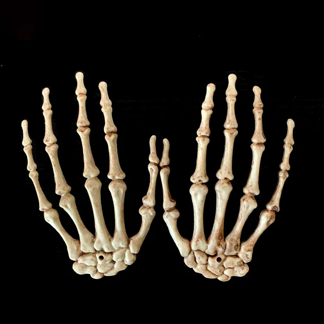 Real Human Skeleton Hand
