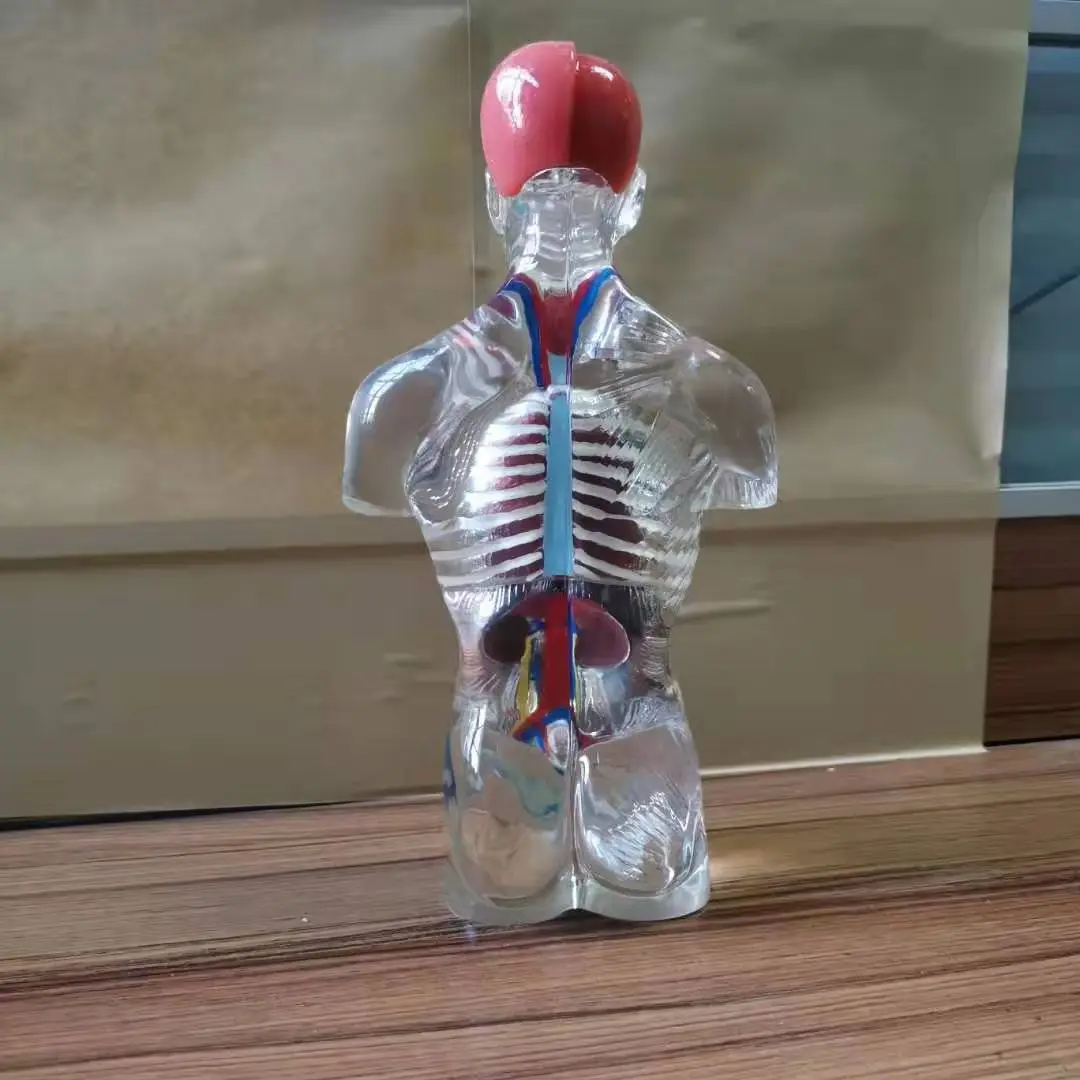 Human Torso Model Internal Organs Model Dismountable Anatomy Medical ...